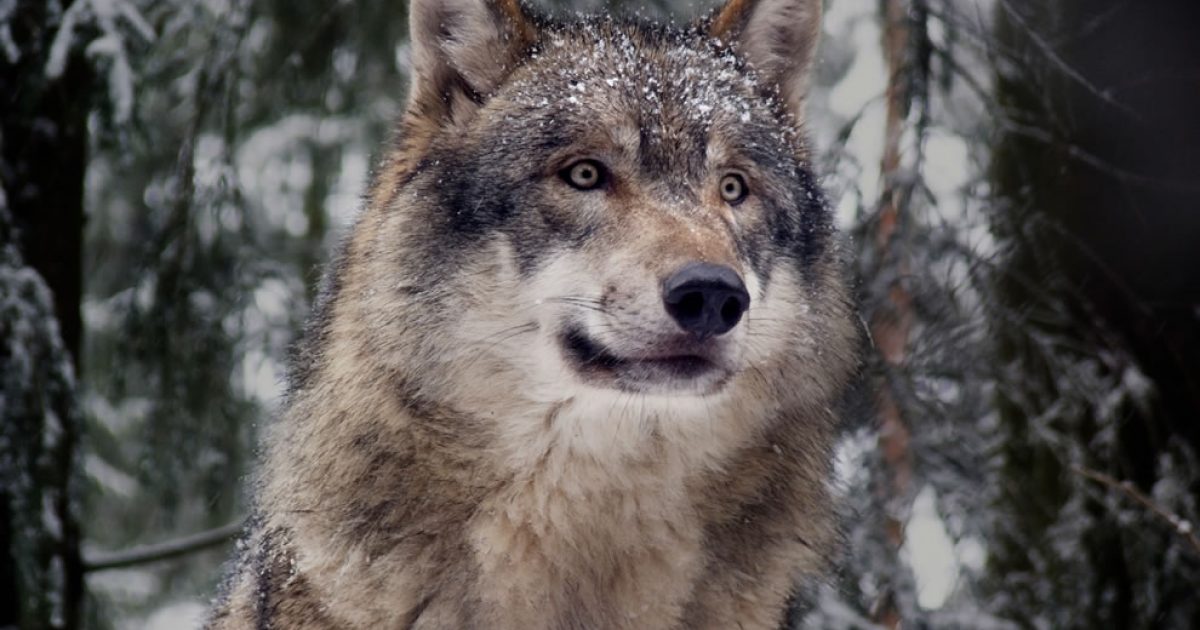 Jellyfish.NEWS - US News - Gray Wolves Spotted in Central California